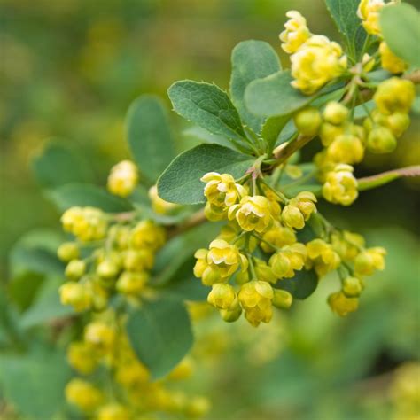 Berbéris : planter et tailler – Ooreka