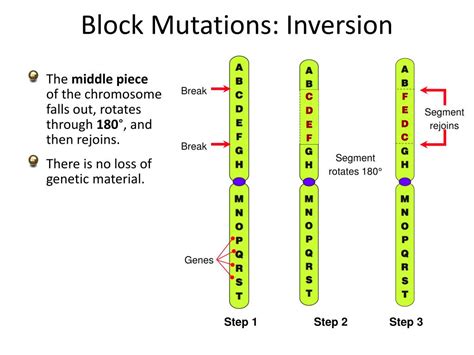 Ppt Mutations Powerpoint Presentation Free Download Id 2201837