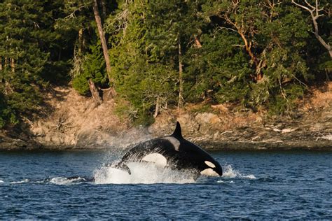 Meet The Transient Orcas — Biggs Killer Whales — Of Puget Sound — Our