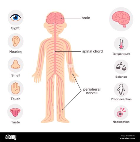 Nervous System Infographic Chart Elements Nerves Spine Brain And The