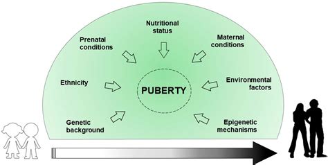 Puberty Transformation Sequence