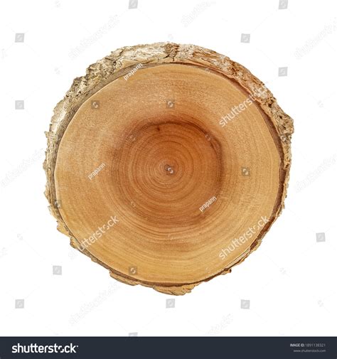 Cross Section Tree Trunk Showing Growth Stock Photo 1891138321 Shutterstock