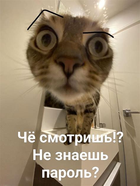 Обои с котиками Phone Wallpaper Cats Kitty