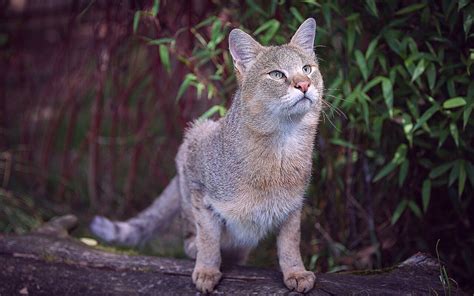 Камышовая Кошка Фото Telegraph