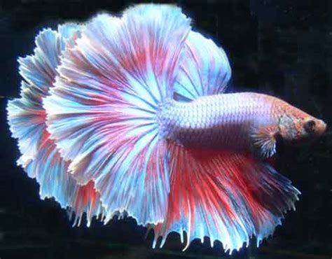 The Beauty HalfMoon Betta