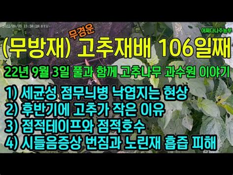 무경운 호밀을 이용한 고추재배 79탄 무방재 정식후 106일 세균성점무늬병 후반기고추 점적테이프와호수 시들음병 노린재흡즙