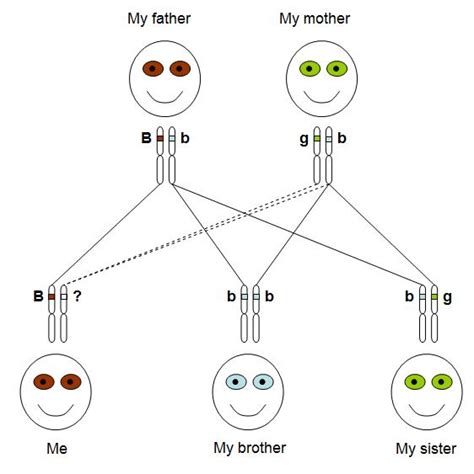 Analyzing Eye Color Genetics Chart And What You Need To Know Eye