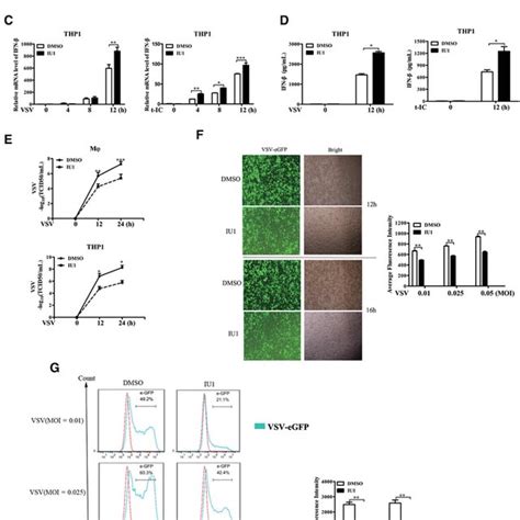 Knockdown Of Usp14 Increases Rig‐i‐mediated Ifn‐β Production And