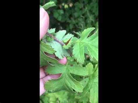 Ведьмин сад. Боярышник в колдовстве - YouTube