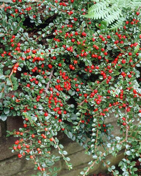 Cotoneaster Horizontalis