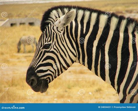 Close Up Of A Zebra Head Stock Image Image 24834431