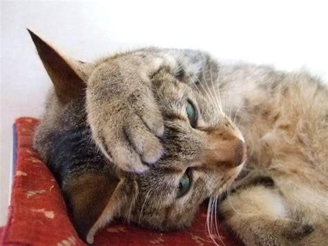 どうしてもやる気が出ない！そんなときに試してほしい「簡単」「自動で」やる気が出る方法 スクランブルウェブ
