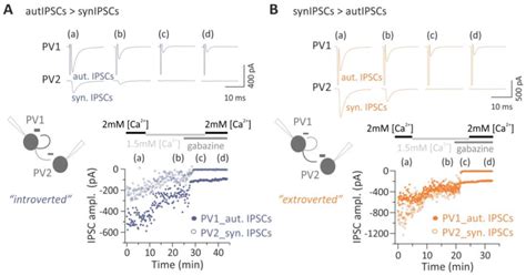 Strong Preference For Autaptic Self Connectivity Of Neocortical Pv Interneurons Entrains Them To
