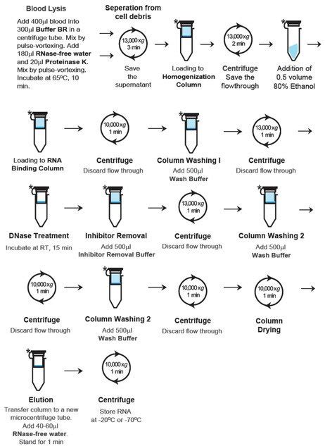 Total Rna From Blood Extraction Kit Seraglob