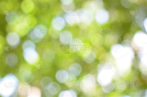 抽象模糊软绿色散景背景
