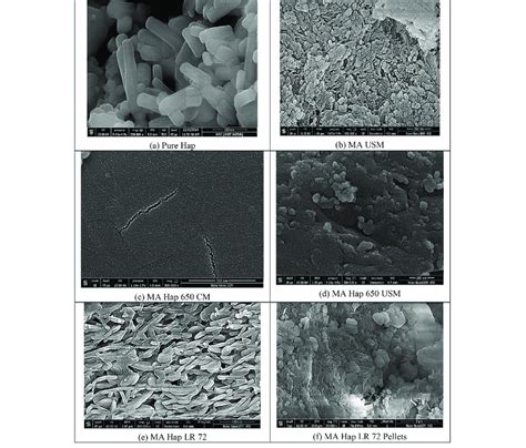 Comparison Of SEM Micrographs Of MAUSM MA Hap MA Hap LR And MA Hap LR Download Scientific