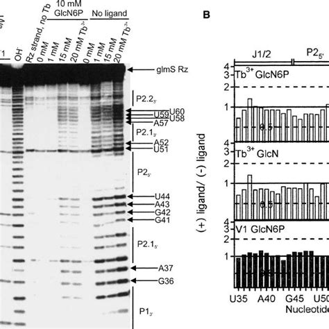 Footprinting Of The Trans Acting Glms Ribozyme A Download