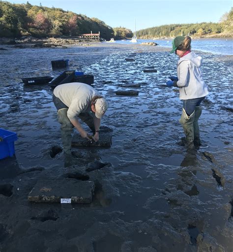 The Guardian Features Downeast Institute S Work To Monitor Soft Shell Clam Populations