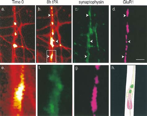 Tpa Dependent Formation Of Axonal Varicosities Occurs Contiguous To