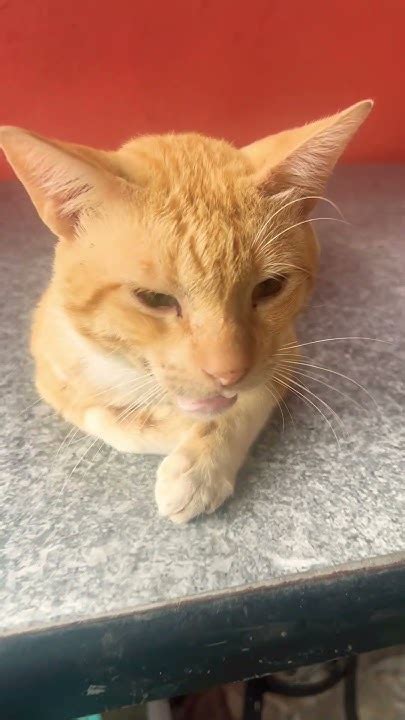 Cute Cat Shorts Shortsyoutube Shortsfeed Cats Cat Cutecat