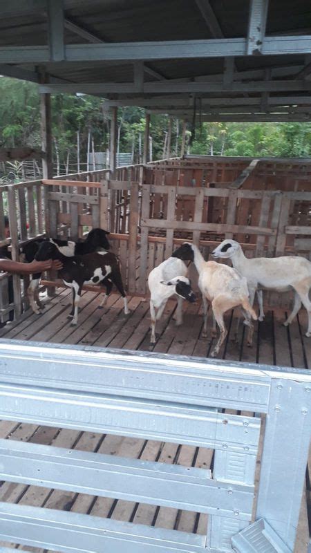 BIBIT DOMBA LOKAL