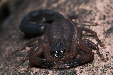 Newly Identified Scorpion Species ‘spits Venom To Defend Itself