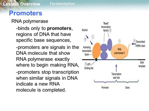 Lesson Overview Lesson OverviewFermentation Lesson Overview 13 1 RNA