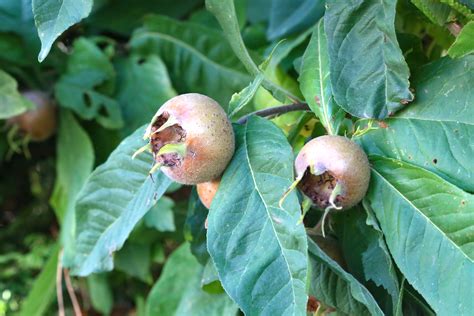 Nèfles Des Fruits à Consommer à Sur Maturité Blets