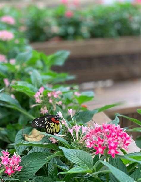 作者琑儿 春暖花开 你我安好