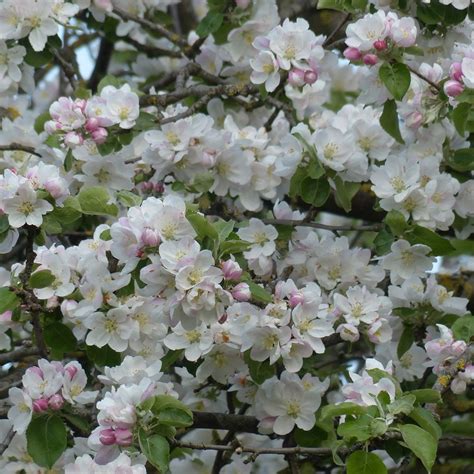 Buy Plants Online Online Garden Centre For A Wide Variety Of Plants