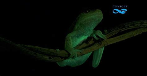 VidÉo Une Grenouille Fluorescente Découverte En Argentine Lexpress
