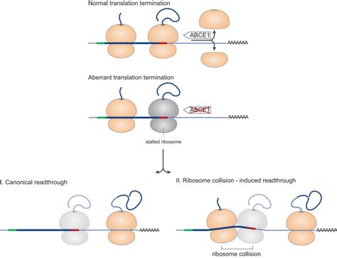 Readthrough Of Stop Codons Under Limiting Abce1 Concentration Involves Frameshifting And