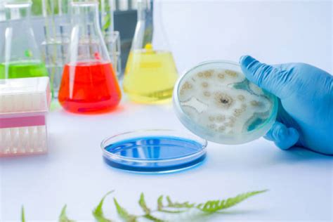 Exame Toxicológico Para Mudança De Cargo Clinique Saúde Integrada