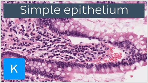 Simple Squamous Epithelial Tissue Under Microscope