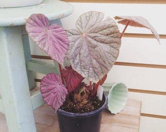 Rex Begonia Etsy