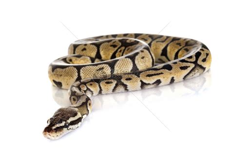 白色背景面前的球体python高清图片下载 正版图片305143801 摄图网