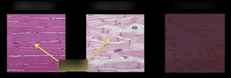 Histology Muscle Tissue Diagram Quizlet
