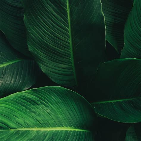 Leaf Plant Stem Science Biology Terrestrial Plant Full HD IPhone Wallpaper