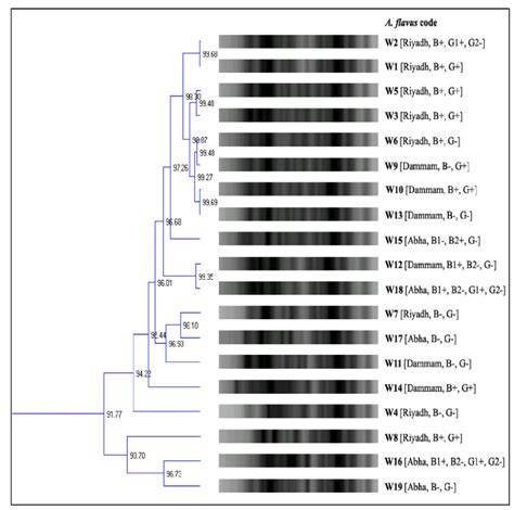 dendrogram obtained by upgma method derived from pcr amplification