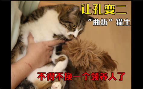 抓了两次的猫猫，也要被领养两次（让孔变二 猫德研究员小杨 猫德研究员小杨 哔哩哔哩视频