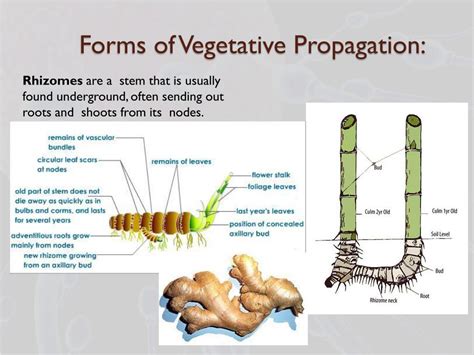 Ppt Reproduction Ways Of Reproducing Powerpoint Presentation Free