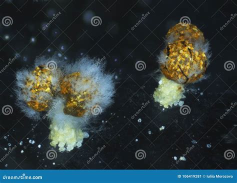 Aged Fruit Bodies Of A Slime Mold Physarum Polycephalum Being Eaten By