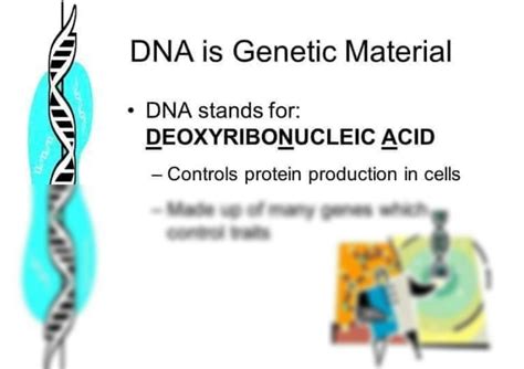 SOLUTION Dna Structure Studypool SOLUTION Dna Structure Studypool