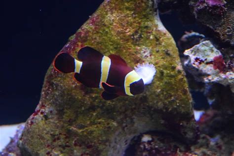 Acuario Del Cecut Cumple 12 Años De Ser Un Referente En Bc