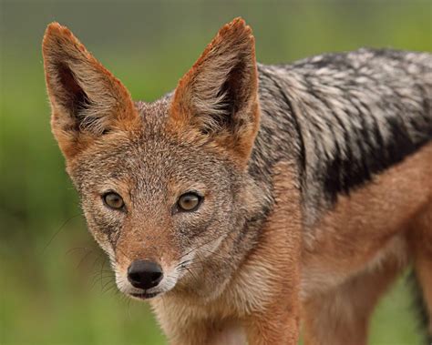 Fakta Black Backed Jackal Si Pemakan Oportunistik Yang Se