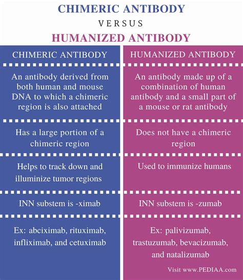 Difference Between Chimeric And Humanized Antibody Pediaacom