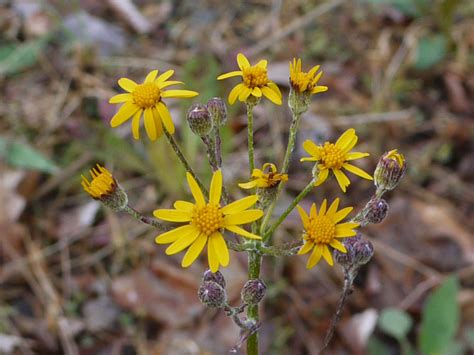 Crenate Leaf Margins Identify That Plant
