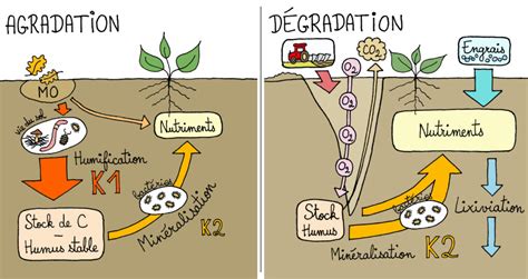 Cycle de la matière organique dégradation et agradation du sol Le