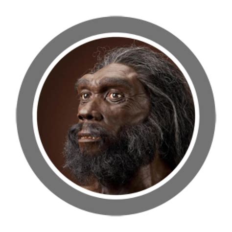 Australopithecus Garhi Faszinierende Fakten