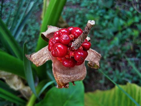 Elephant Ear Seeds · Free Photo On Pixabay